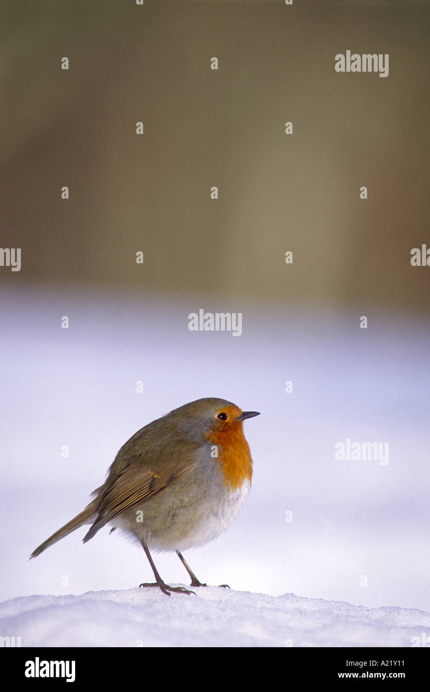 Robin in Snow Stock Photo - Alamy
