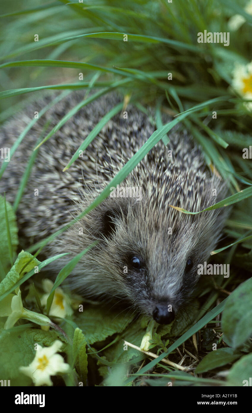 Young european hedgehog foraging on lawn UK Stock Photo - Alamy