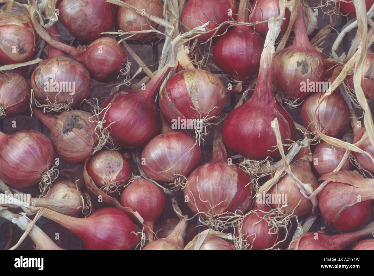 Allium cepa (Aggregatum group) 'Prisma' F1 Hybrid. Seed grown shallots ...