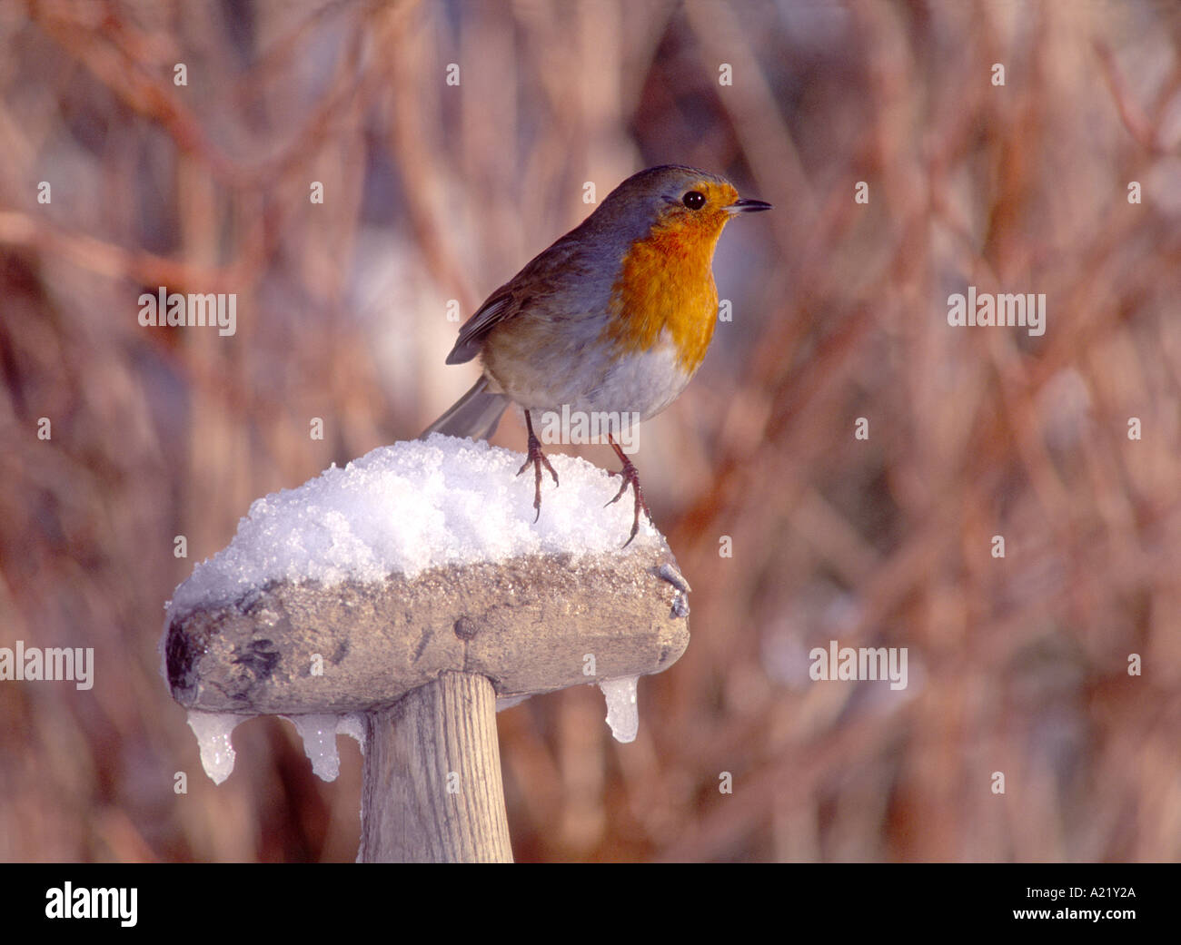 Round robin snow hi-res stock photography and images - Alamy