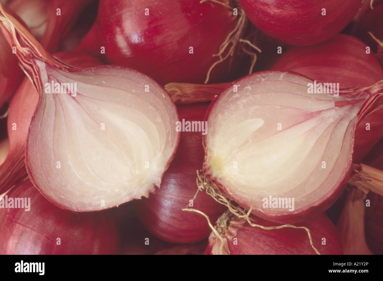 Allium cepa (Aggregatum group) 'Prisma' F1 Hybrid. Seed grown shallots ...