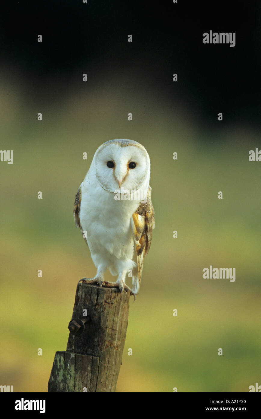 Barnowl bird hi-res stock photography and images - Alamy