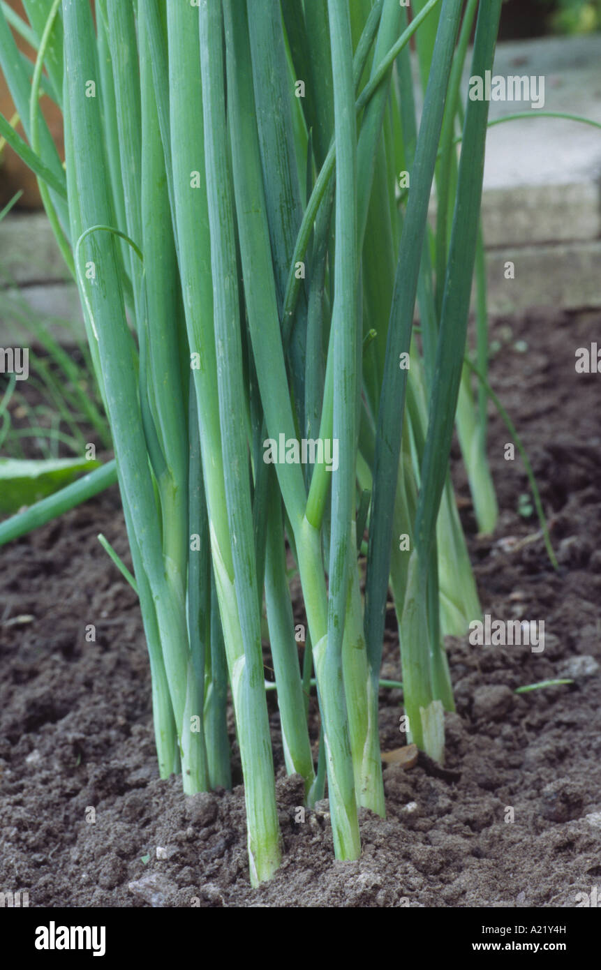 Spring onion allium fistulosum hi-res stock photography and images - Alamy