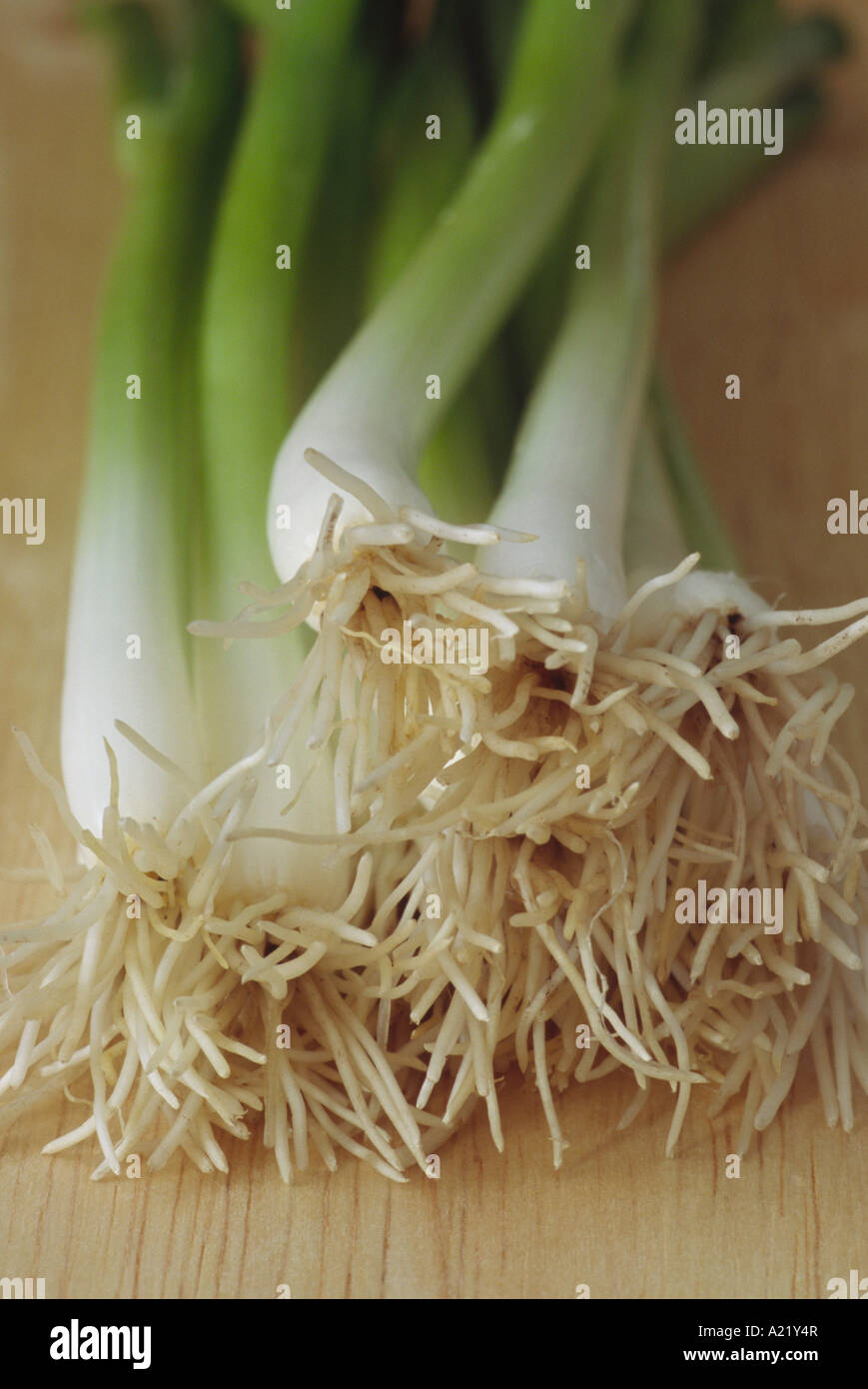 Allium fistulosum 'Feast' AGM (Spring onion, Salad onion) Washed and ...