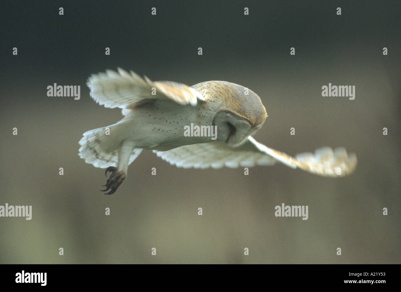 Barn Owl hovering Stock Photo - Alamy