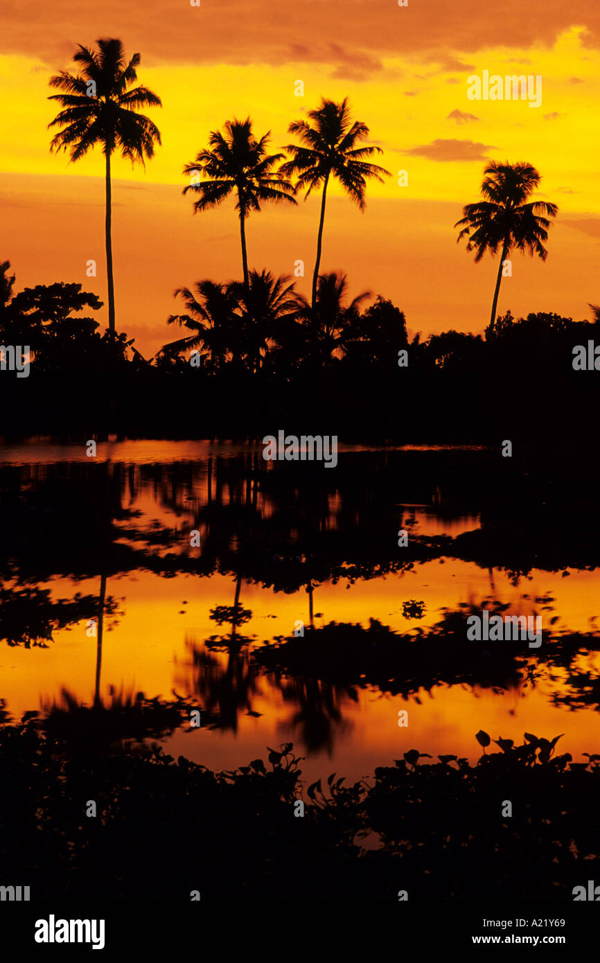 Palm trees dusk sunset hi-res stock photography and images - Alamy