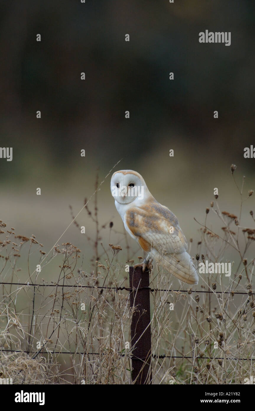Barn owl perched on post UK Stock Photo - Alamy