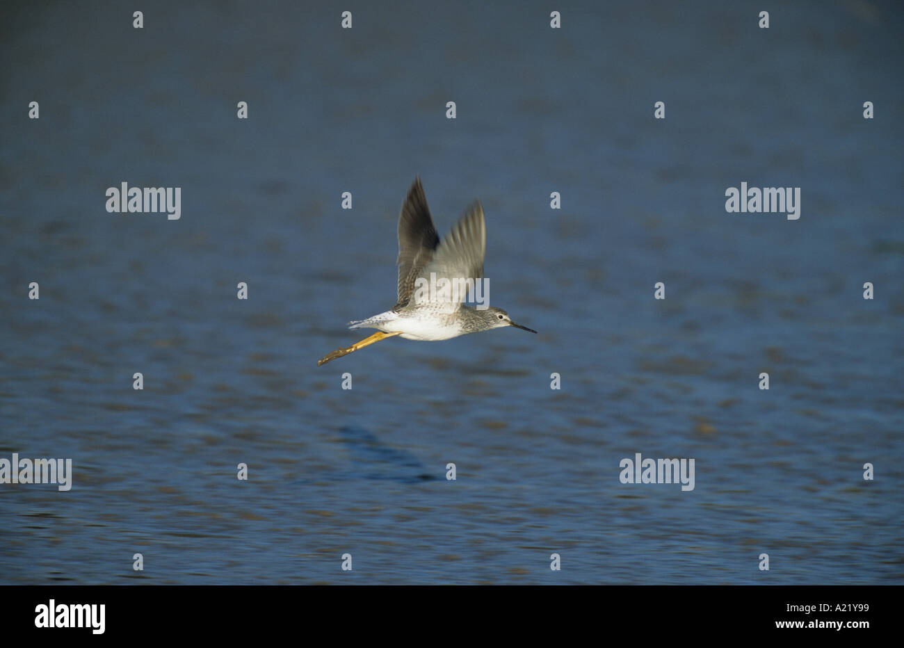 lesser yellowlegs in flight Stock Photo - Alamy