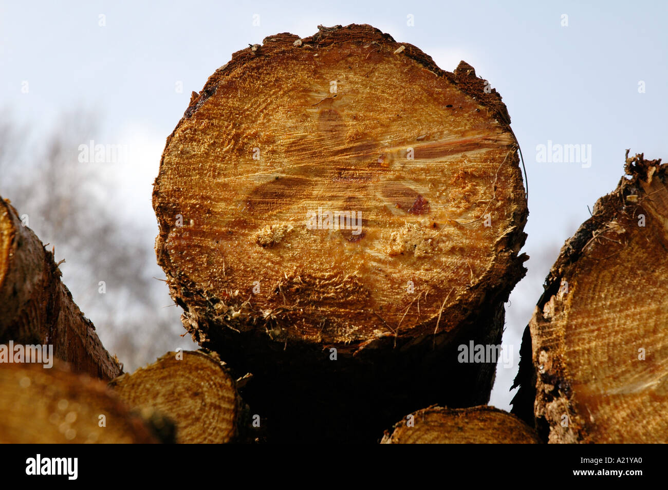 Tree felling operation hi-res stock photography and images - Alamy