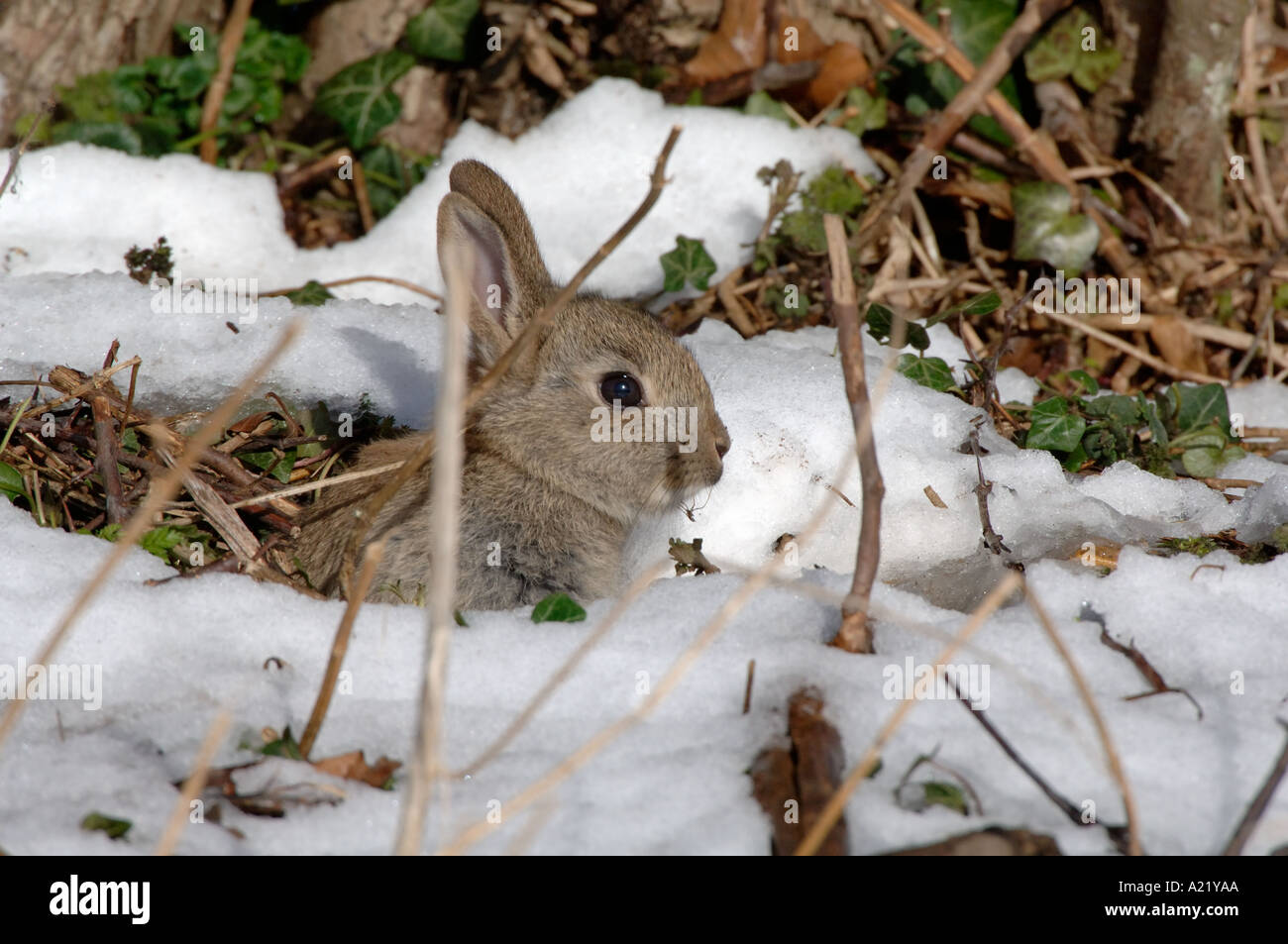 Rabbit burrow winter snow hi-res stock photography and images - Alamy