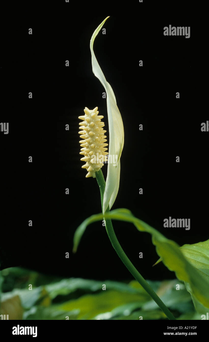 Arrow shaped leaves hi-res stock photography and images - Alamy