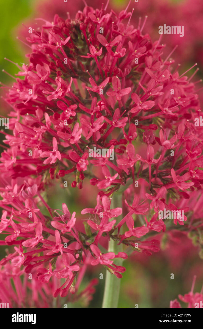 Funnel shaped blooms hi-res stock photography and images - Alamy