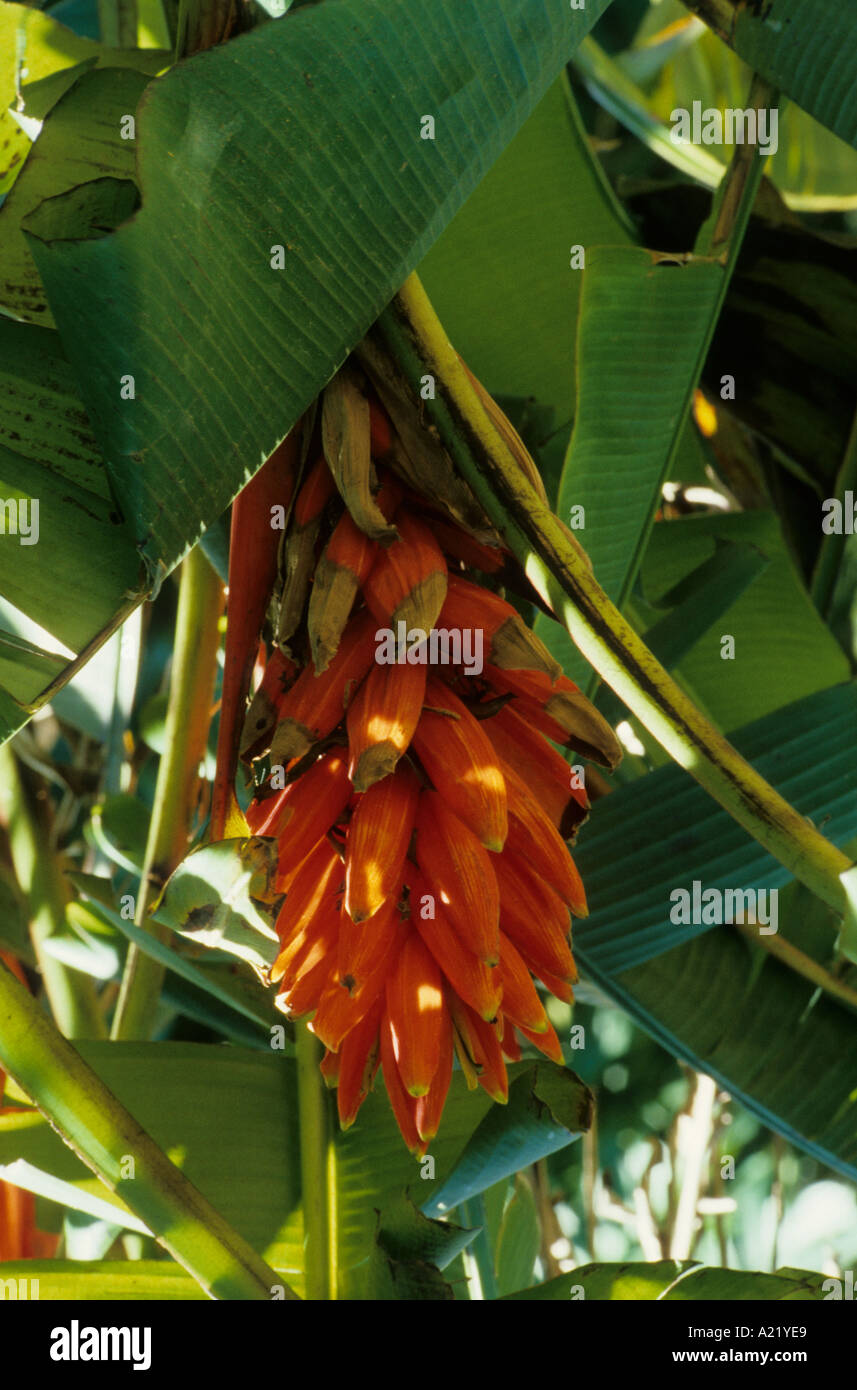 Magnified fruit hi-res stock photography and images - Alamy
