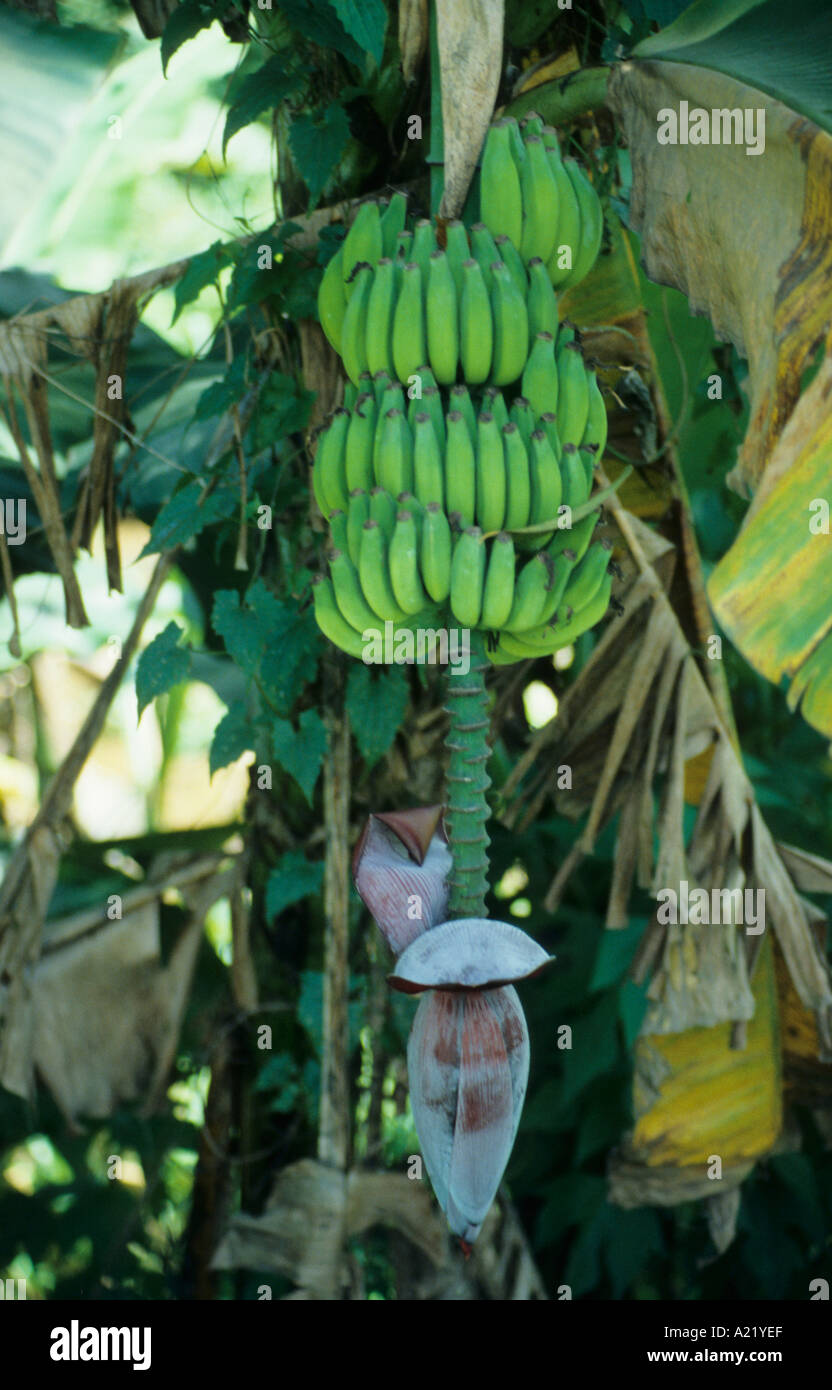 Magnified fruit hi-res stock photography and images - Alamy