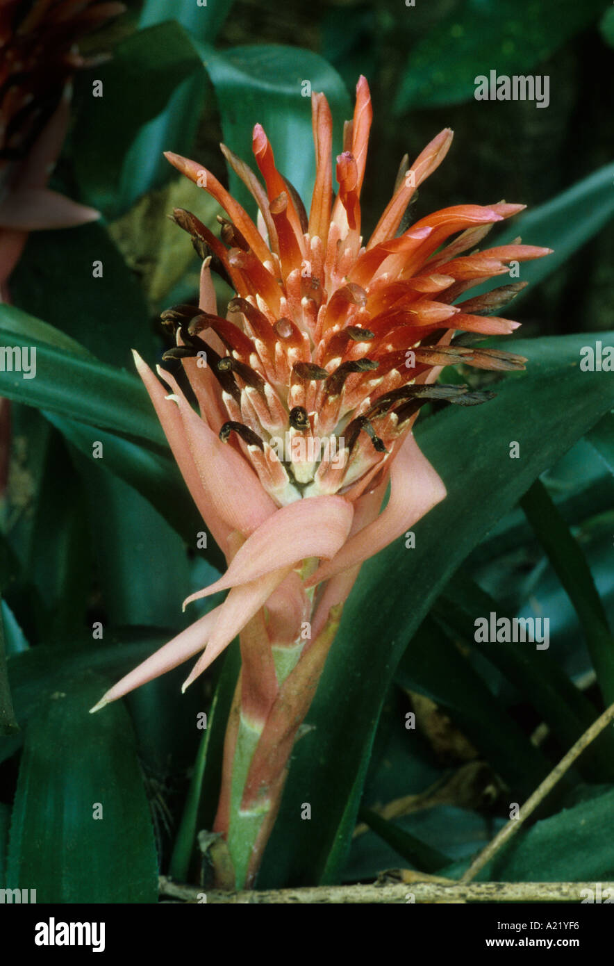bromeliad bromeliaceae epiphytes rosette Stock Photo - Alamy