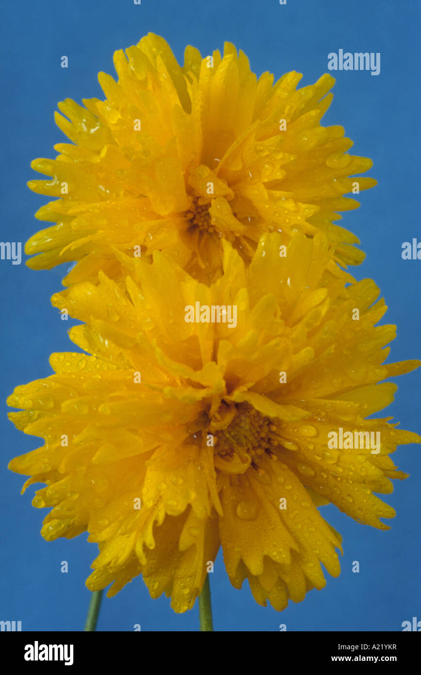 Coreopsis 'Sunray' (Tickseed) Close up of two yellow double flowers ...