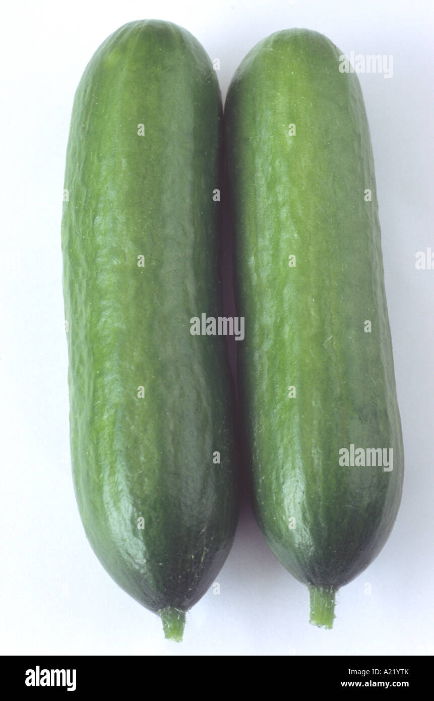 Cucumis sativus 'Cucino' (Cucumber) F1 Hybrid all female mini cucumbers ...