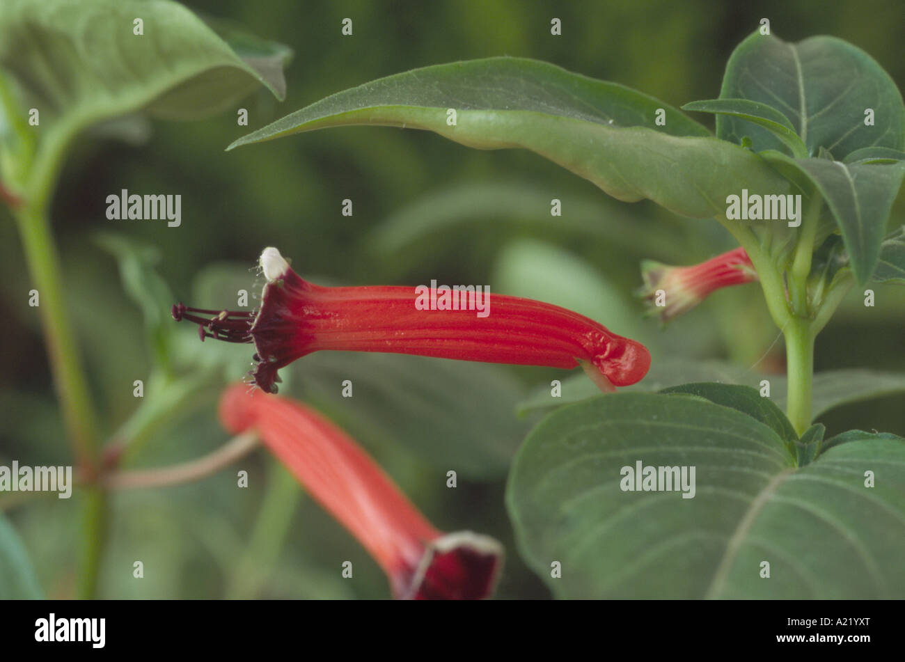 Cigar Flowers Cuphea Ignea High Resolution Stock Photography and Images ...