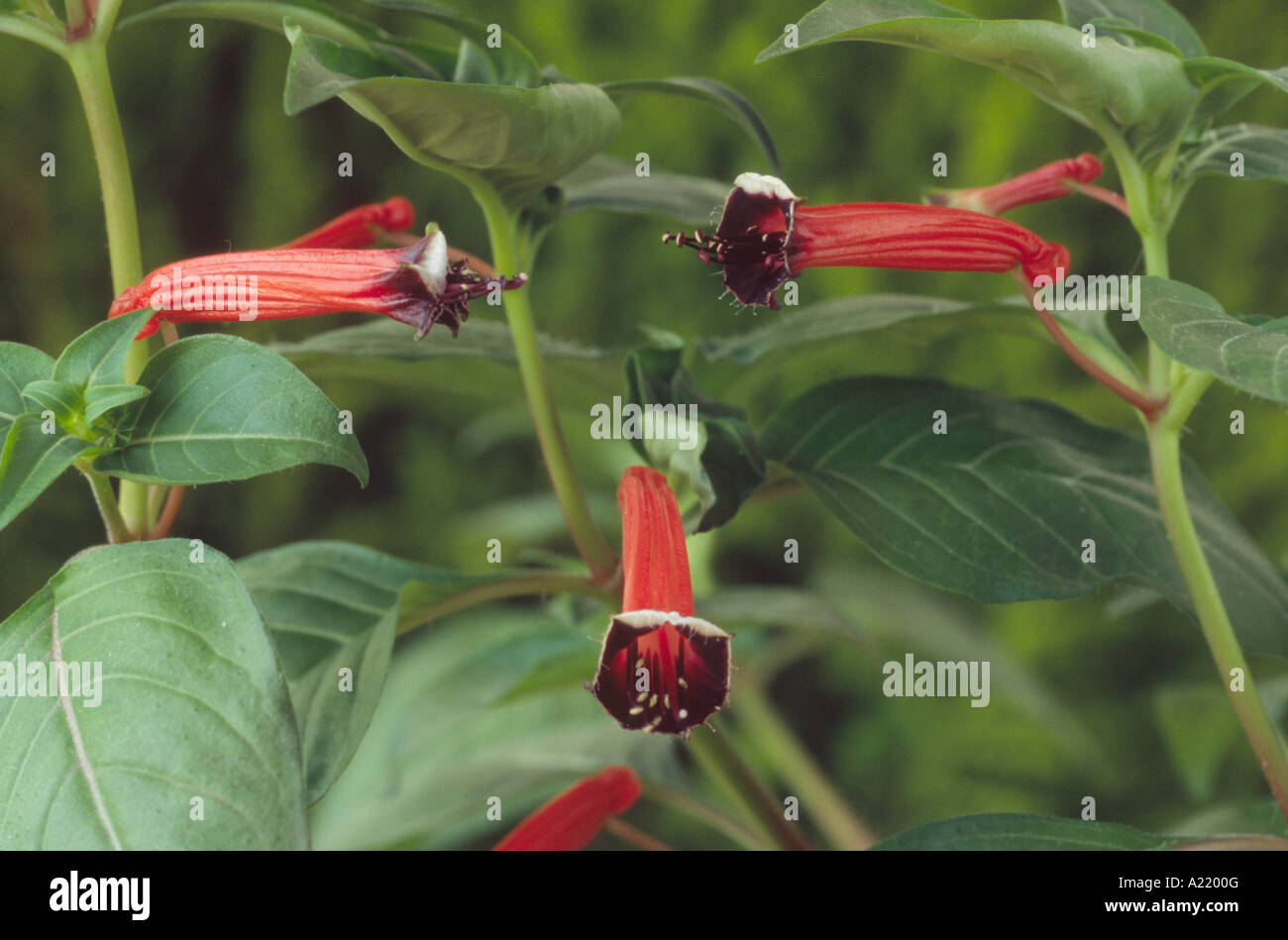 Cuphea ignea. AGM (Cigar flower) Close up of red flowers with black and ...