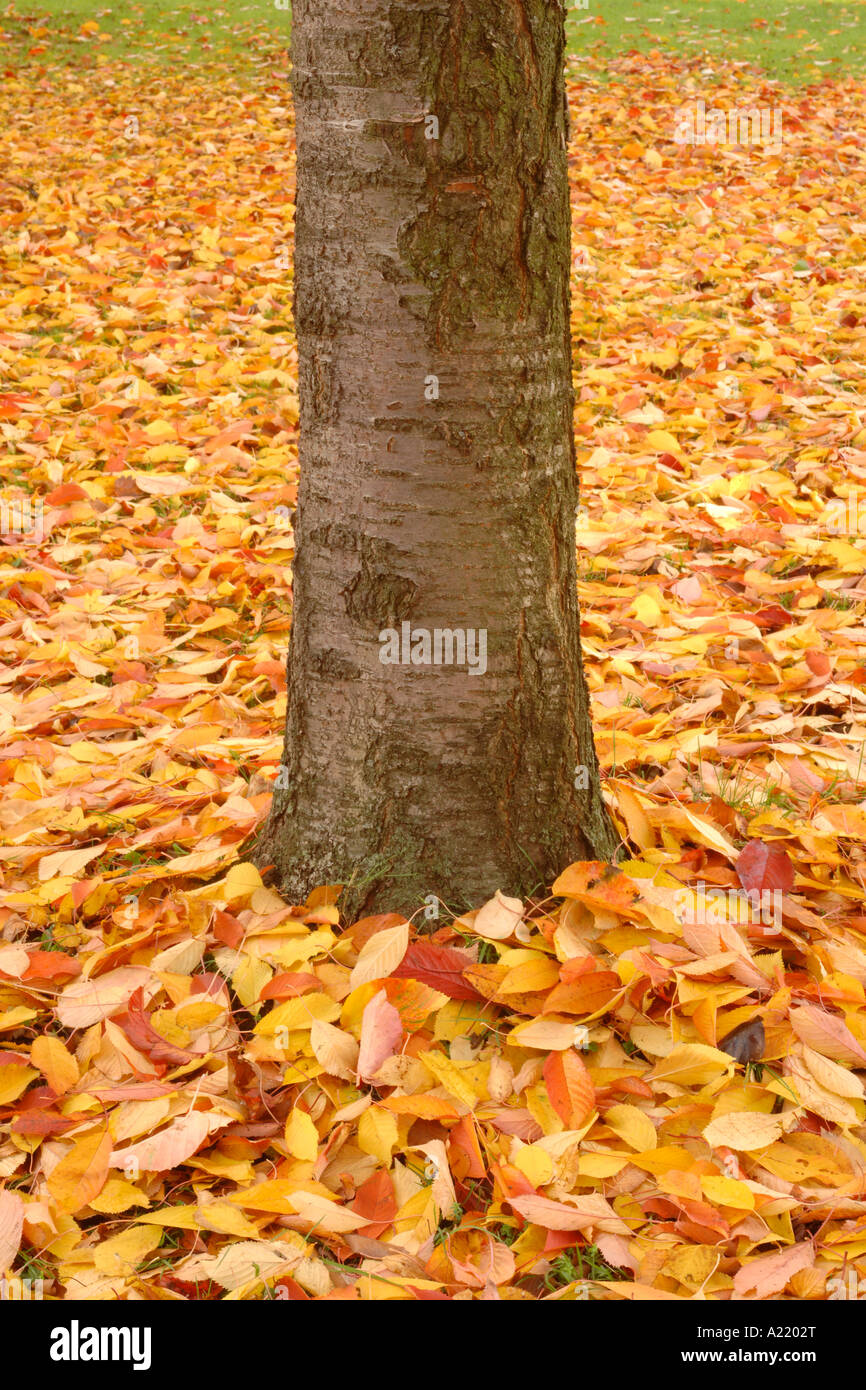 A tree trunk surrounded by a bed of fallen autumn leaves Stock Photo ...