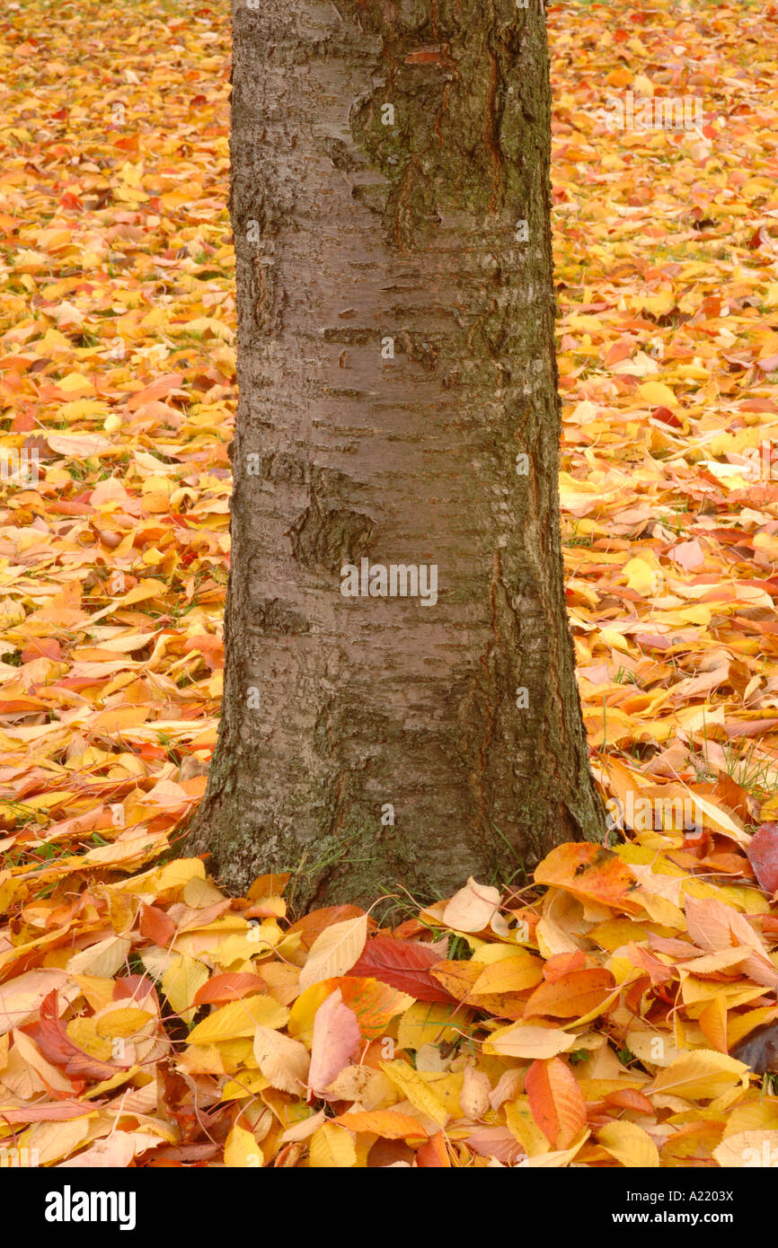 A tree trunk surrounded by a bed of fallen autumn leaves Stock Photo ...