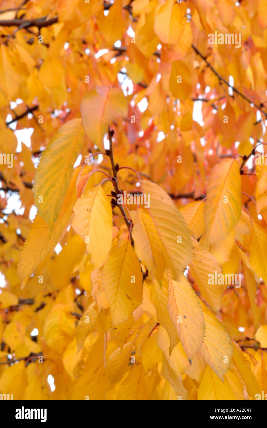 Autumn leaves on a tree in London Stock Photo - Alamy