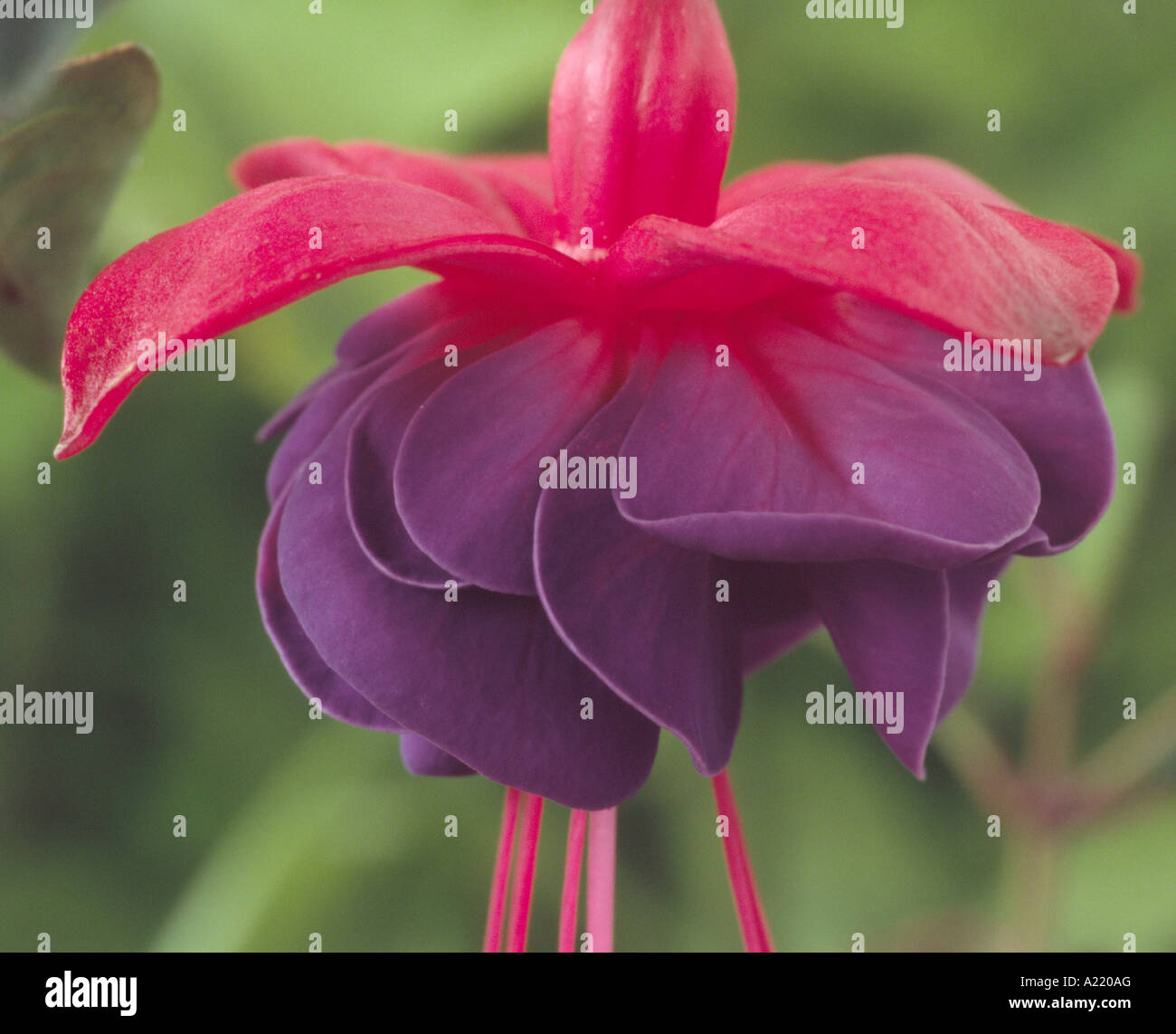 Red flower flowers fuchsias garden plant plants hi-res stock ...