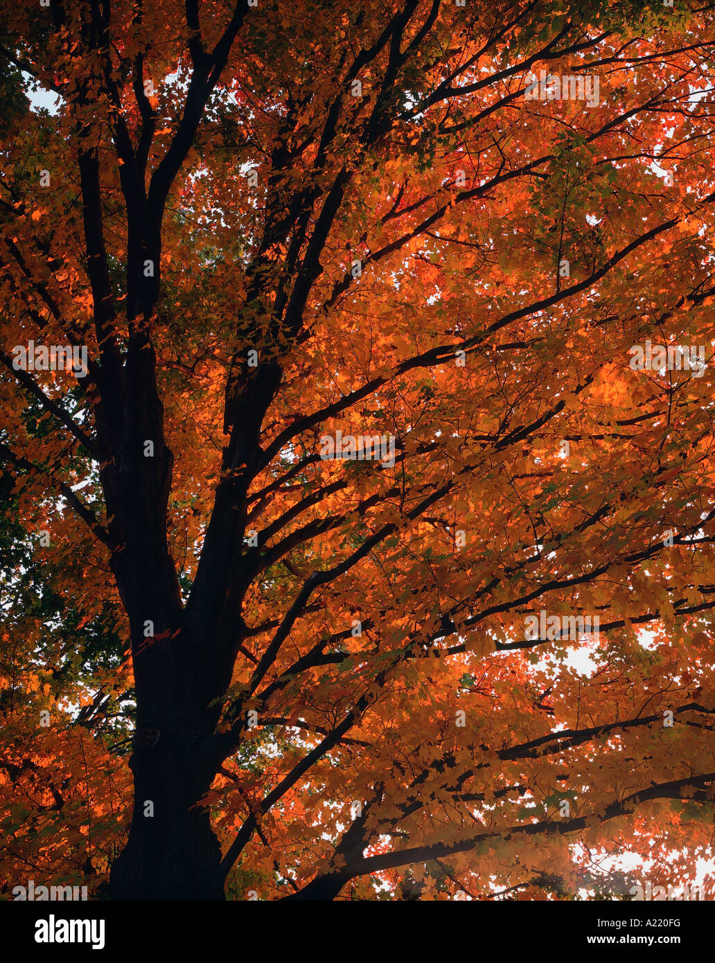 Close up of a Maple tree in Rockville MD Stock Photo - Alamy