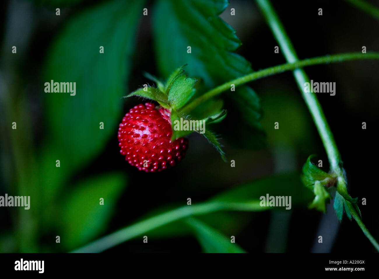 Close up of a wild strawberry along Seneca Creek Maryland Stock Photo ...