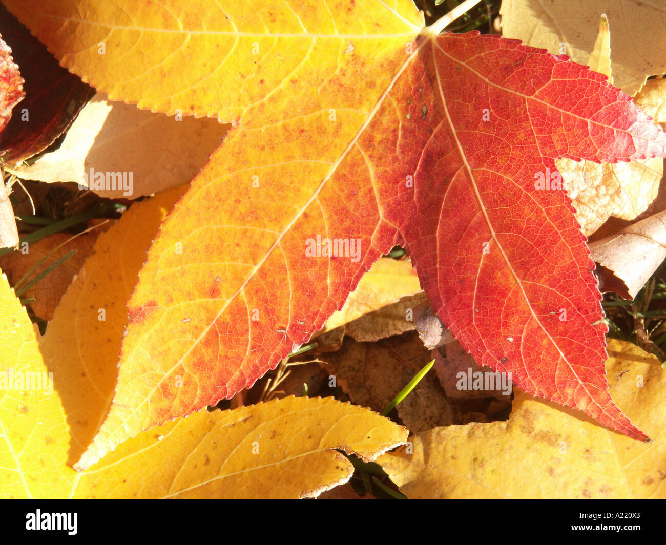 Chinese Sweet Gum Tree High Resolution Stock Photography and Images - Alamy