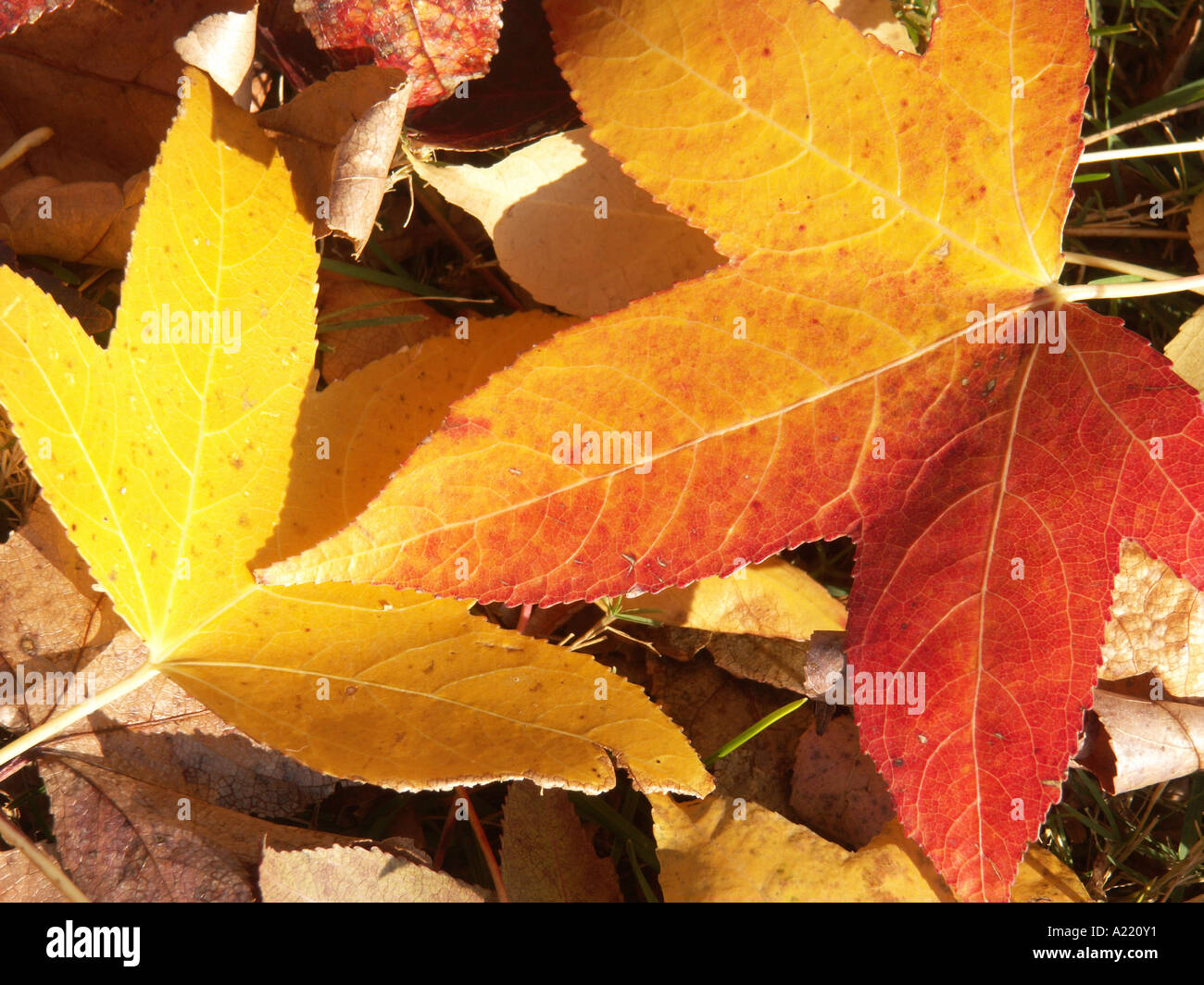 Colorful autumn leaf Stock Photo - Alamy