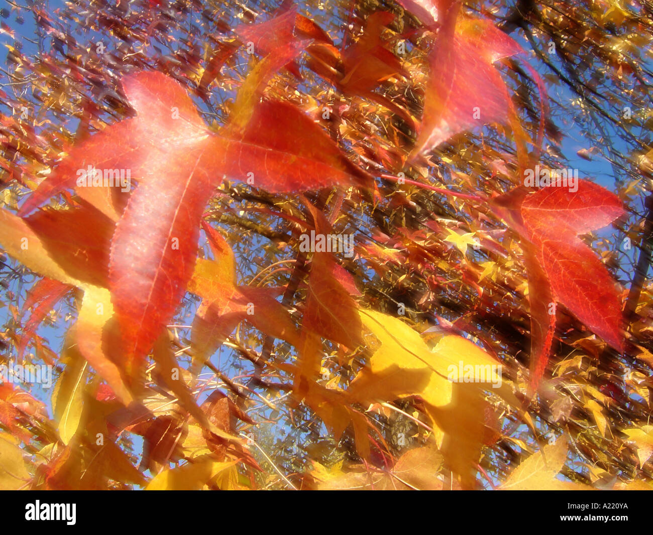 Chinese sweet gum tree hi-res stock photography and images - Alamy