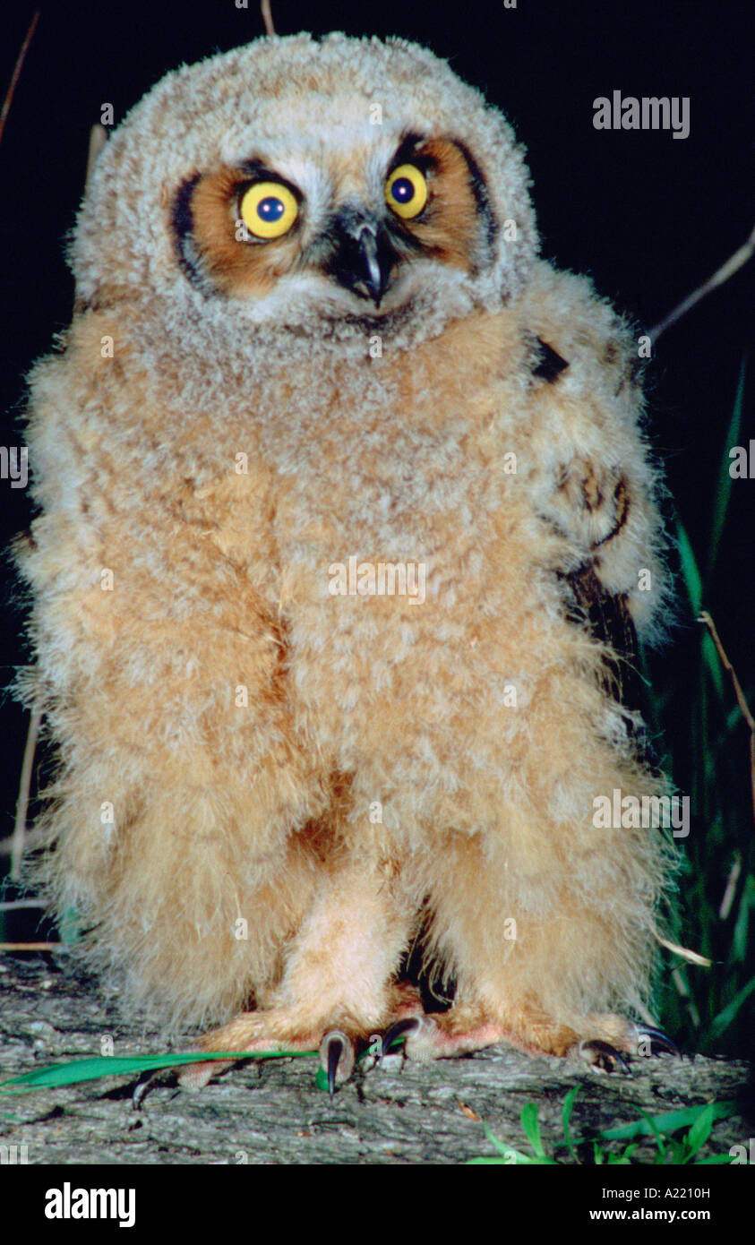 Baby Great Horned Owl Bubo virginianus Stock Photo - Alamy