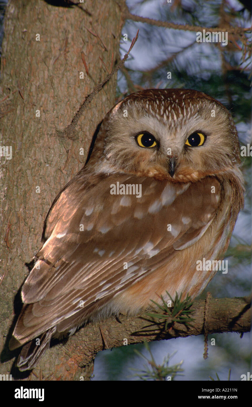 Saw whet Owl Aegolius acadicus Stock Photo - Alamy