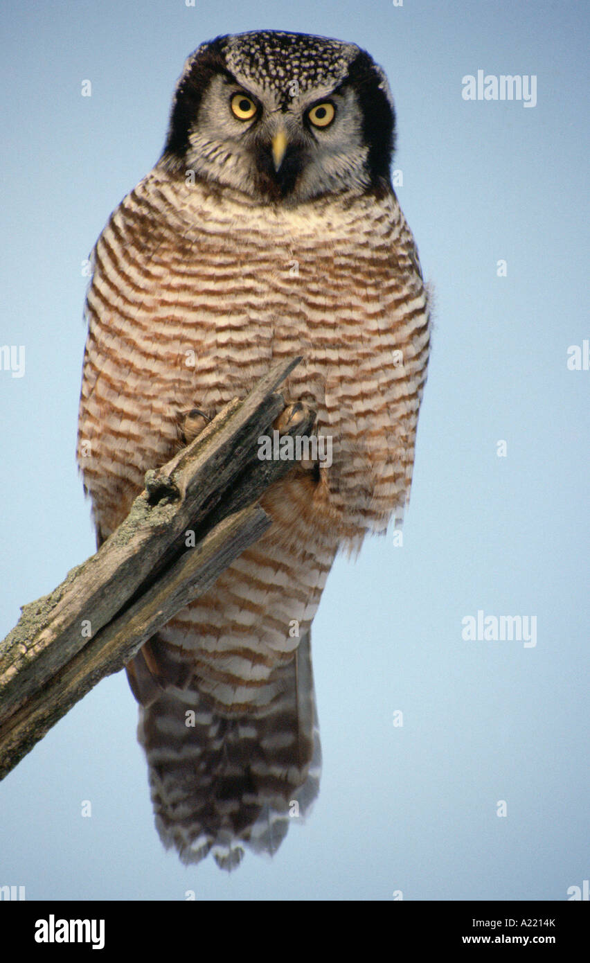 Northern Hawk Owl Surnia ulula Stock Photo - Alamy