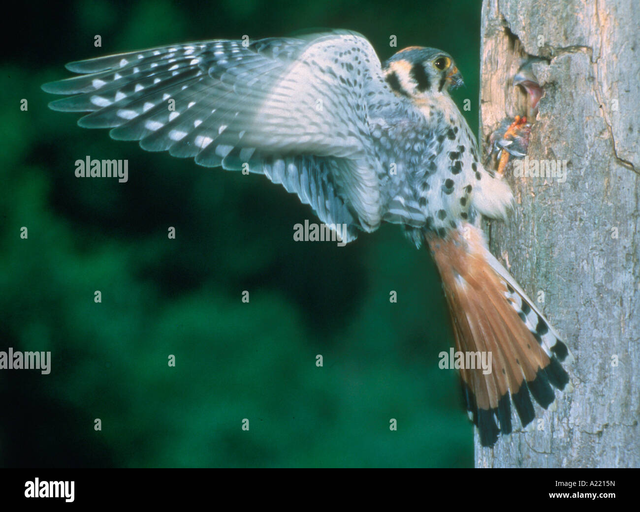 Male American Kestrel Falco sparverius at nest Stock Photo - Alamy