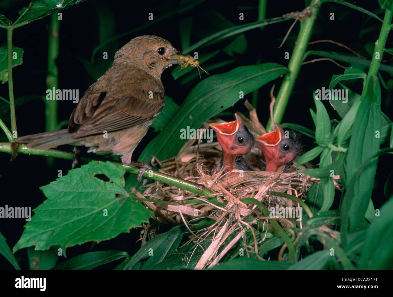 Female indigo bunting hi-res stock photography and images - Alamy