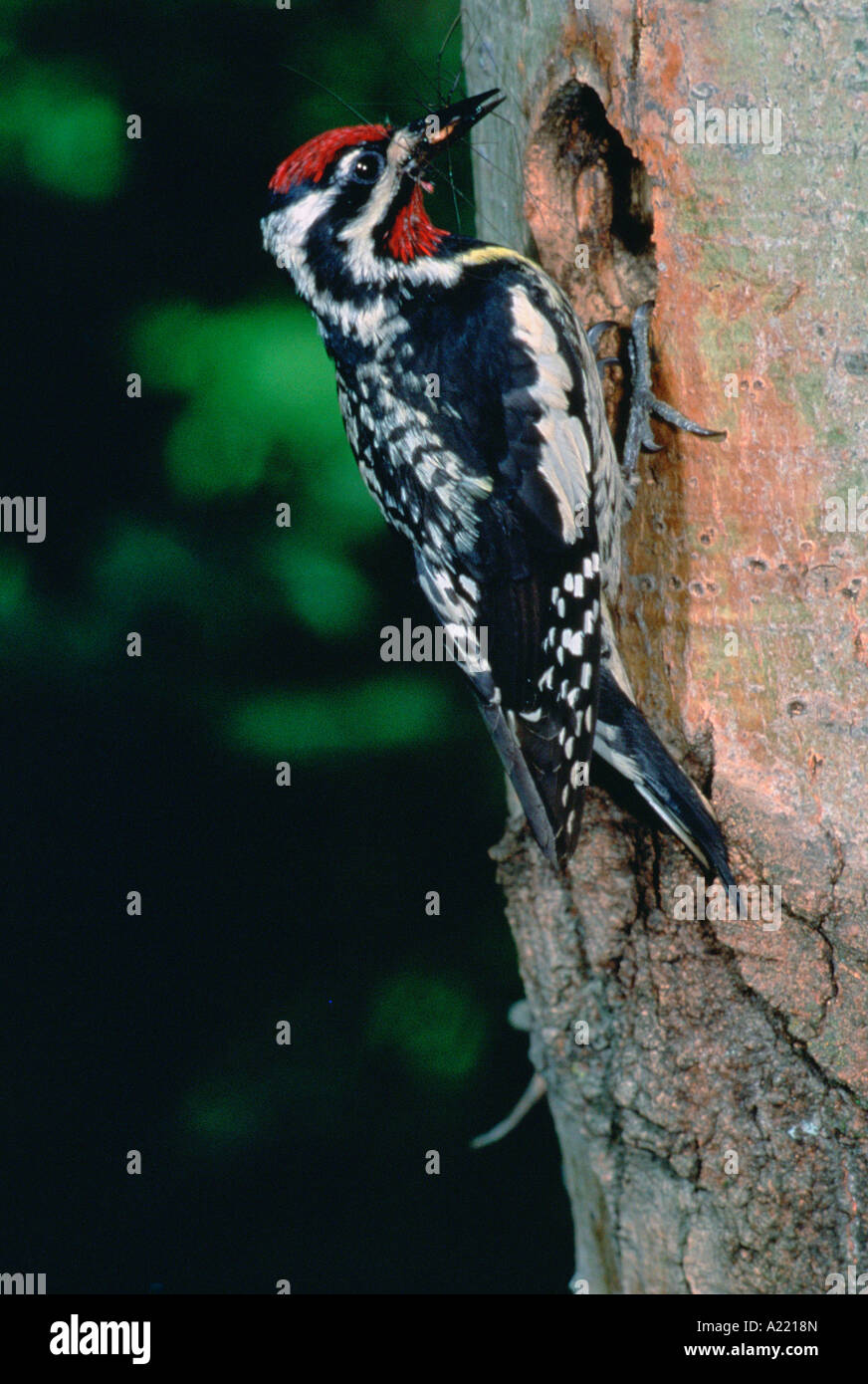 Sapsucker nest High Resolution Stock Photography and Images - Alamy