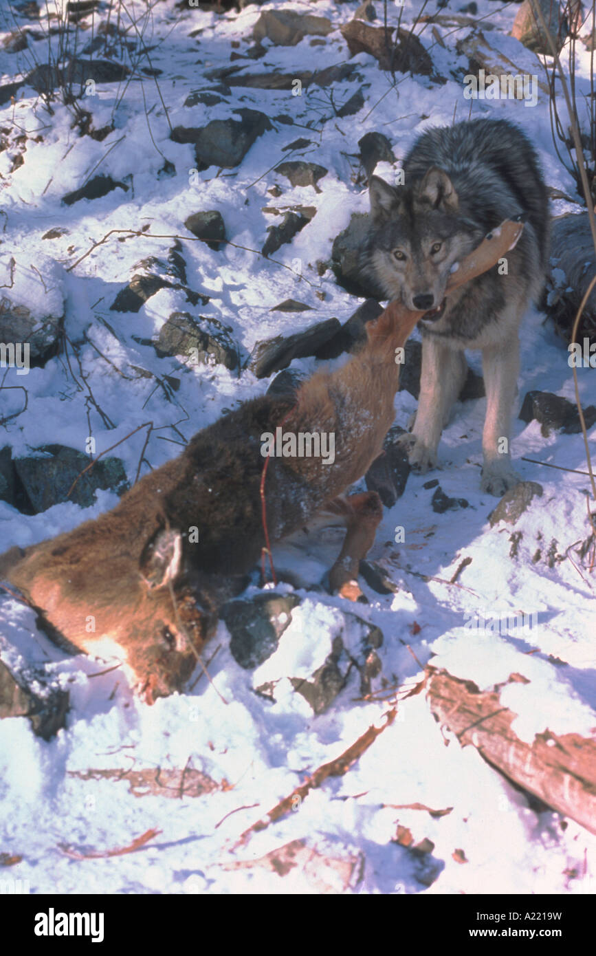Timber Wolf Canis lupus with prey Stock Photo - Alamy