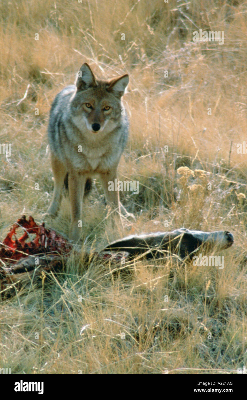 Coyote Canis latrans with mule deer prey Stock Photo - Alamy
