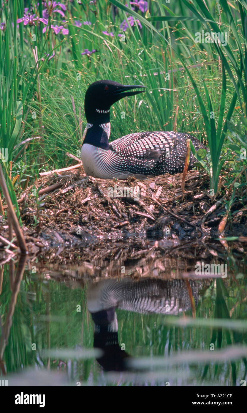 Common loon vertical hi-res stock photography and images - Alamy