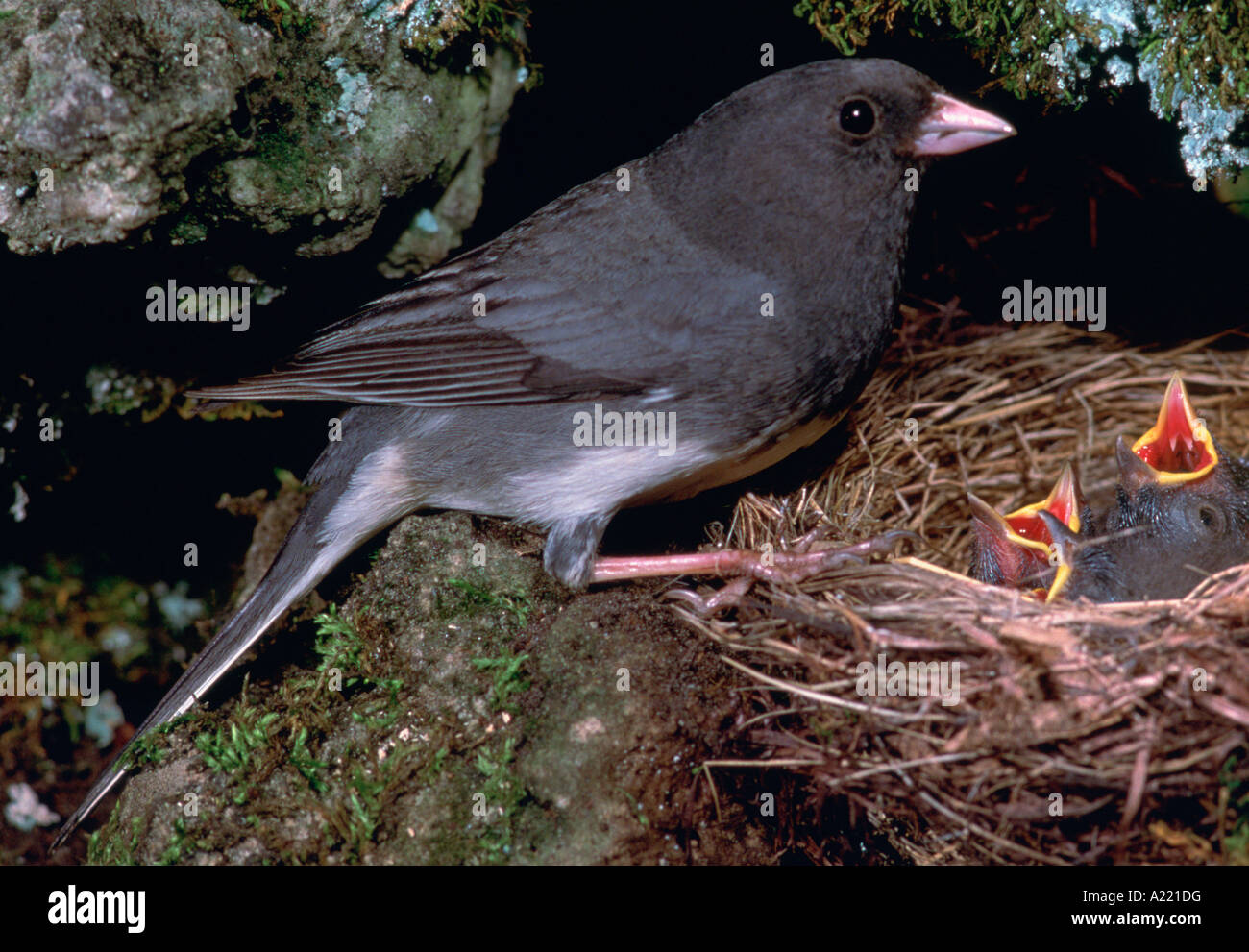 Slate colored Junco Junco hyemalis hyemalis at nest site Stock Photo ...