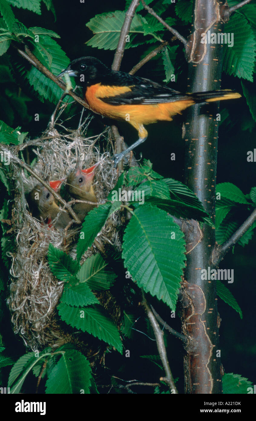 Baltimore Oriole Icterus galbula feeding young Stock Photo - Alamy