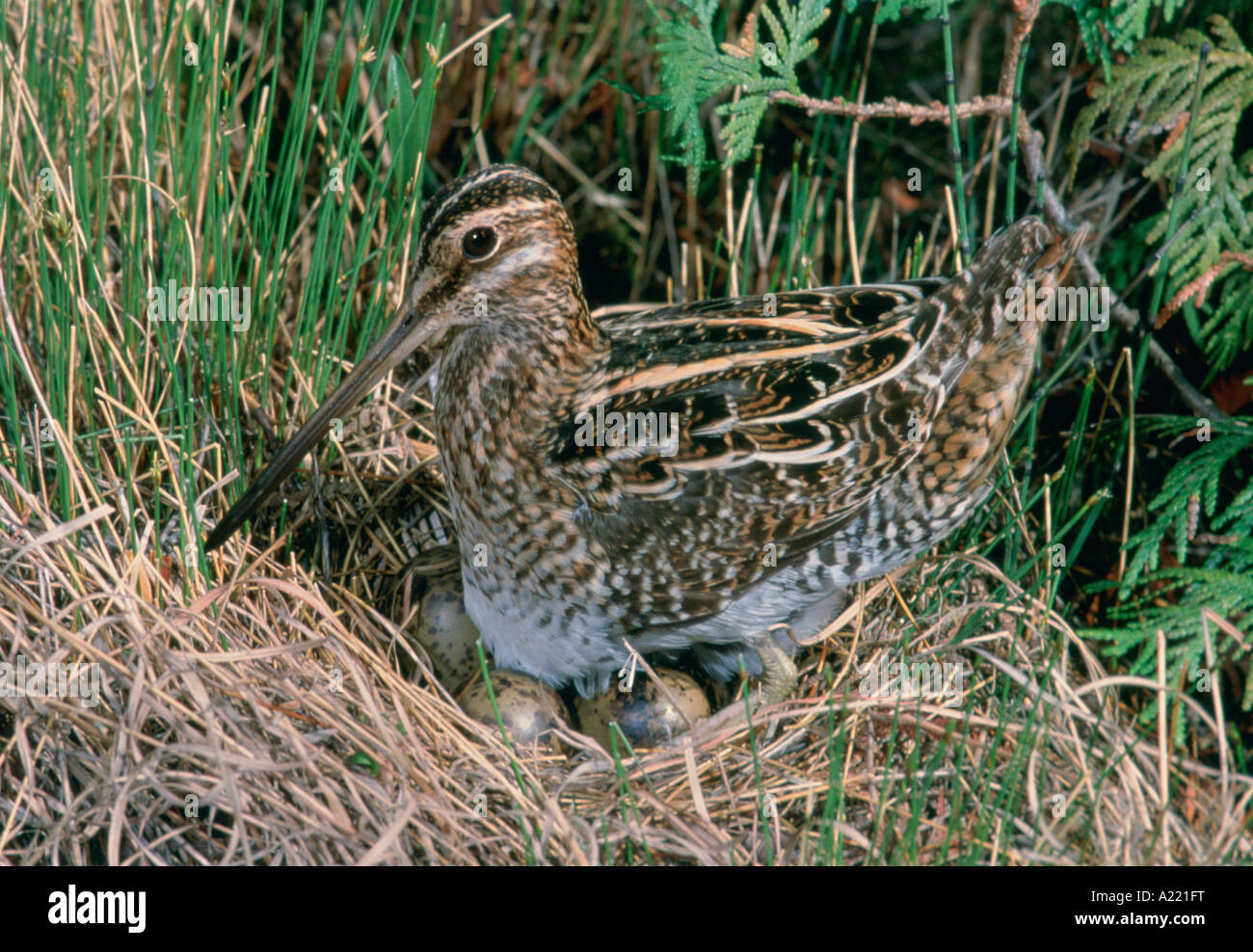 Common snipe eggs hi-res stock photography and images - Alamy