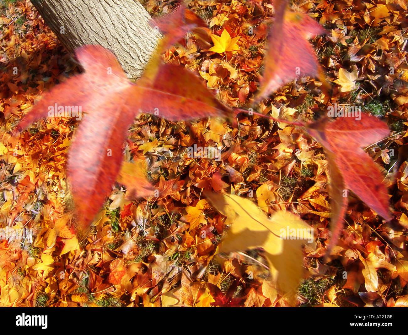 Gum leaves above hi-res stock photography and images - Alamy