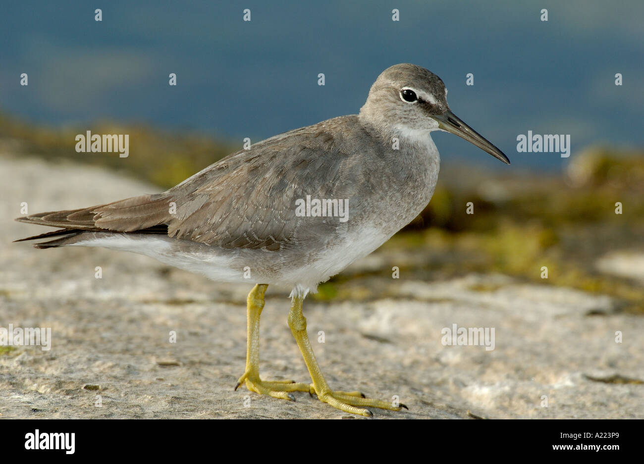 Ulili hi-res stock photography and images - Alamy