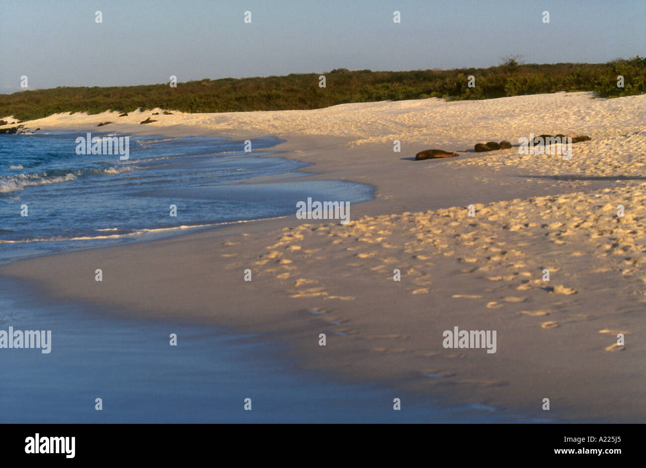 Darwin Beach Galapagos Stock Photo - Alamy
