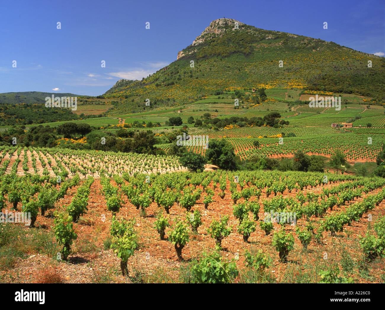 Landscape of vineyards and hills near Pezenas Herault Languedoc ...