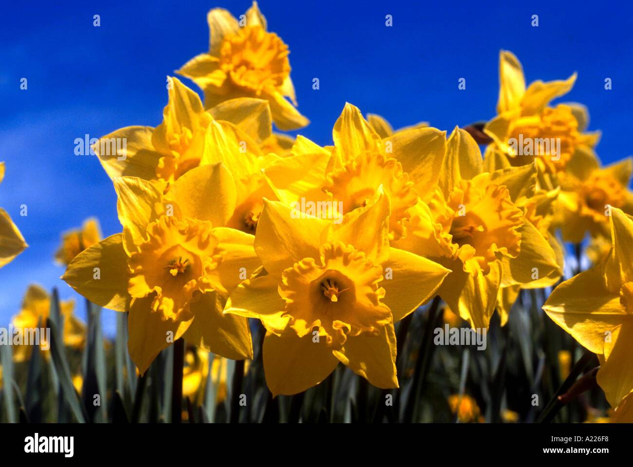 Plant sanders hi-res stock photography and images - Alamy