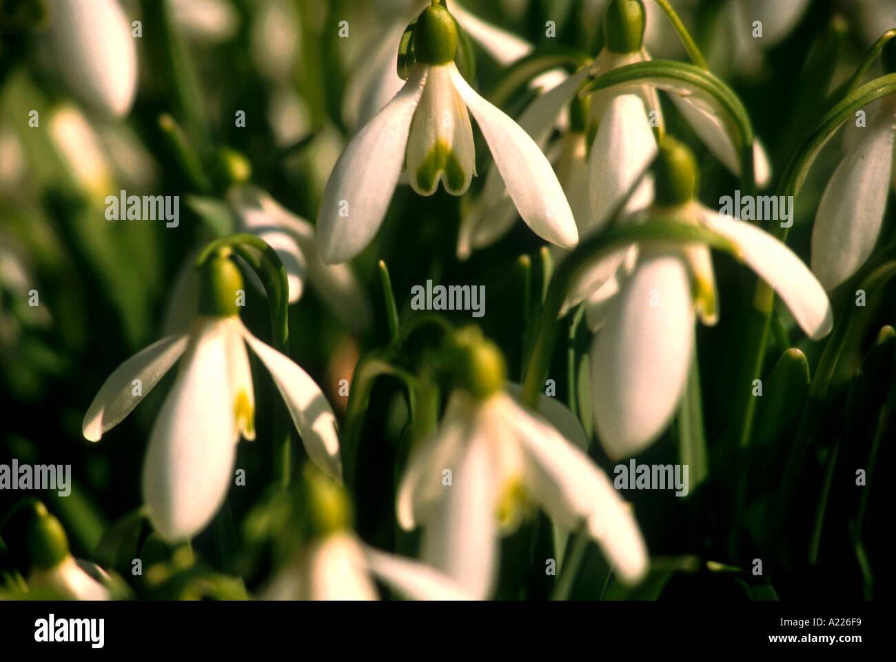 Plant sanders hi-res stock photography and images - Alamy